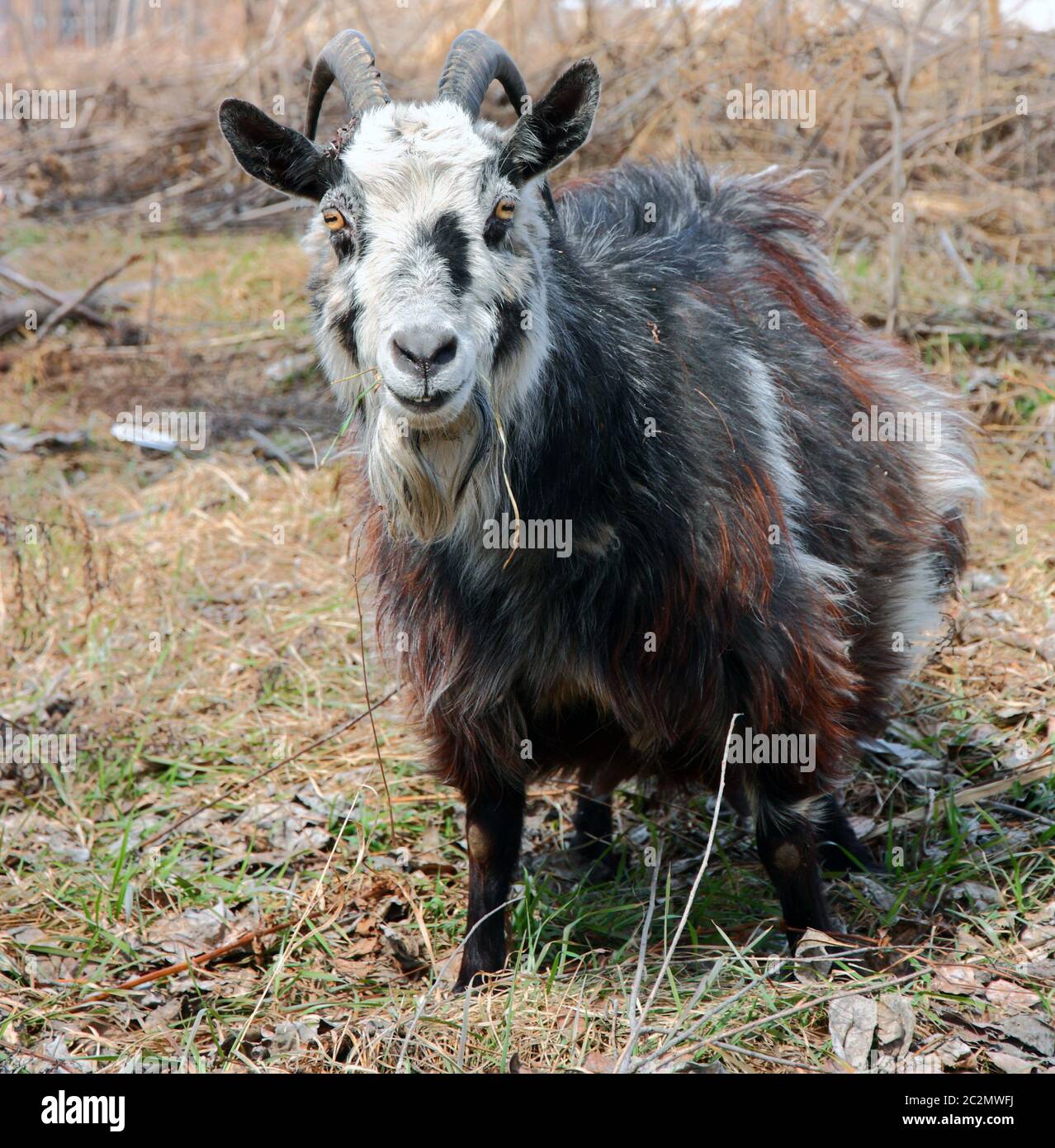 Goat backgrounds hi-res stock photography and images - Alamy