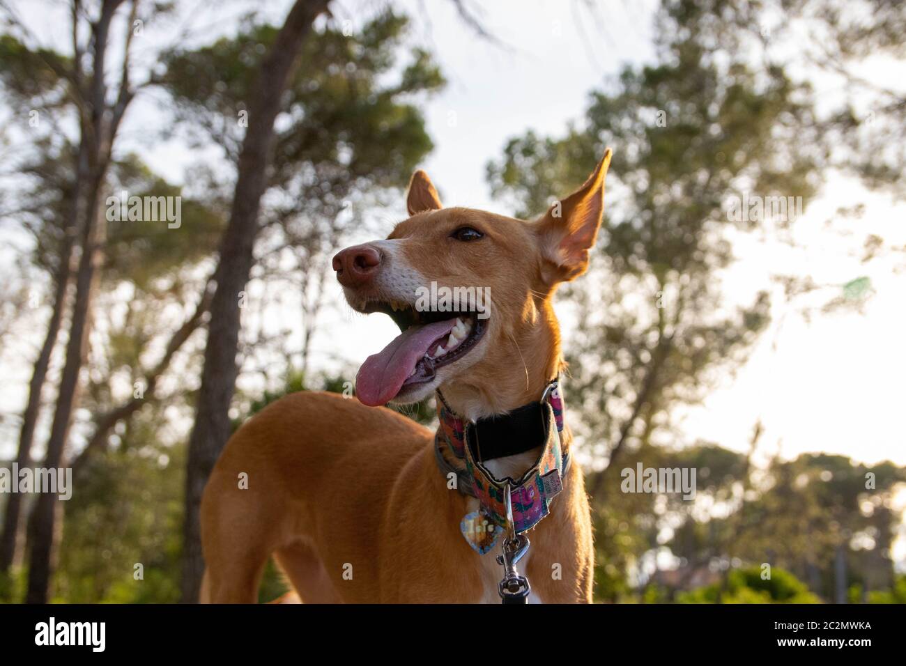free podenco dog posing in nature with nice colors Stock Photo - Alamy