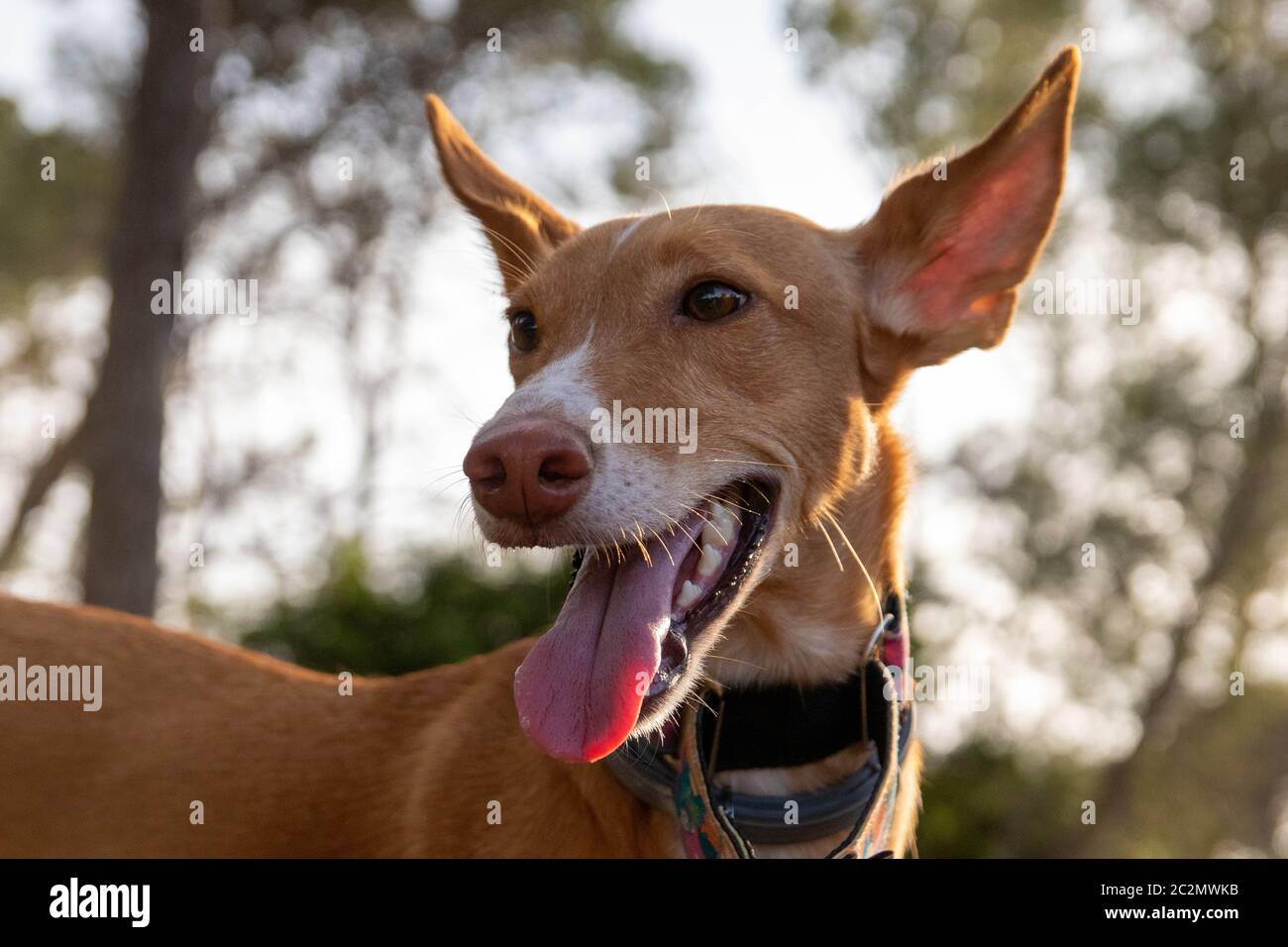 Podenco puppy hi-res stock photography and images - Alamy