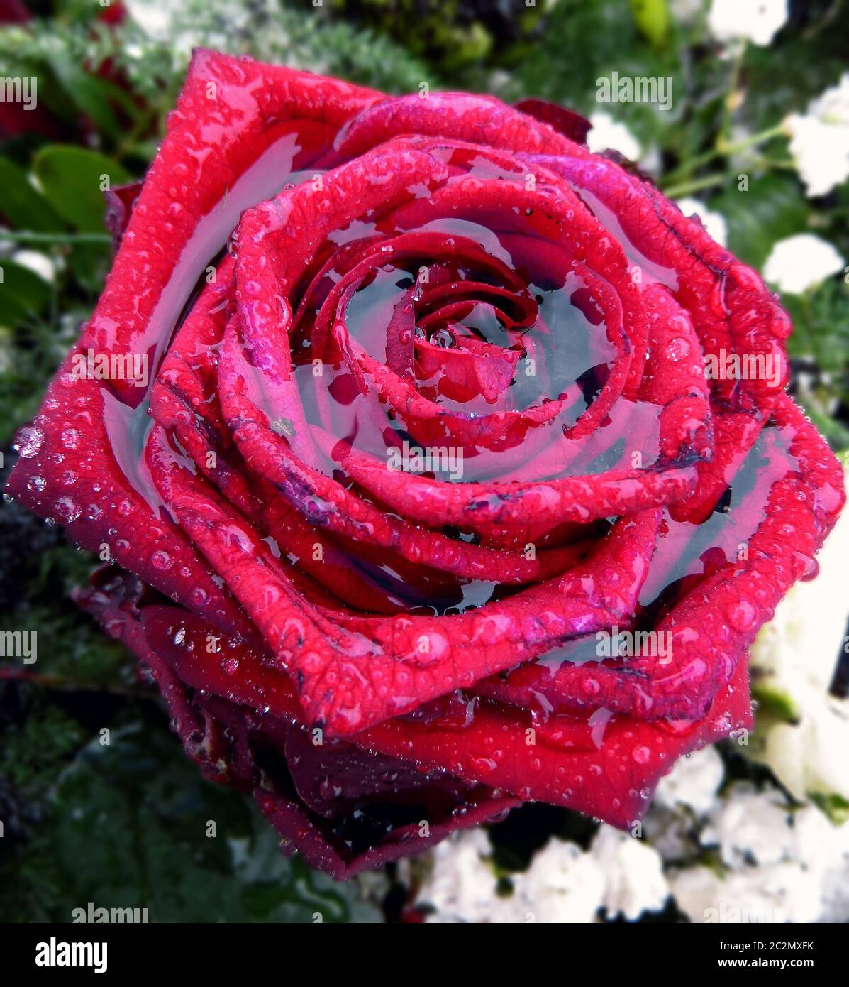 Red rose with rain water Stock Photo - Alamy