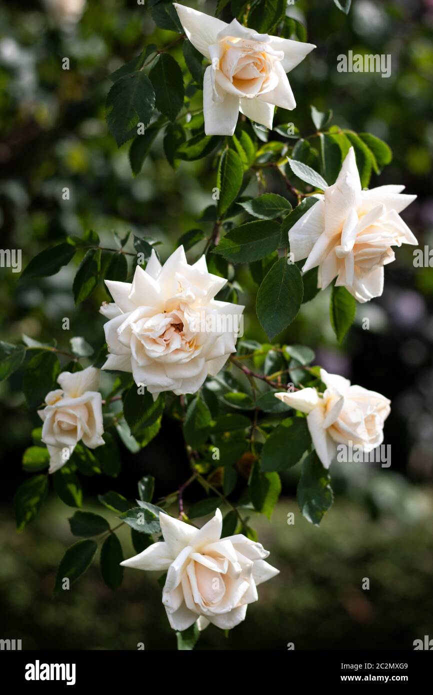White roses roses hi-res stock photography and images - Alamy