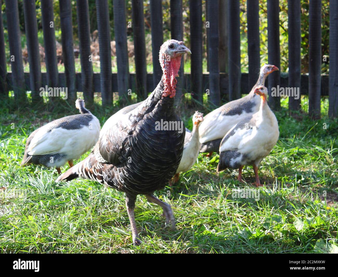 Turkey with neck extended closeup Stock Photo - Alamy