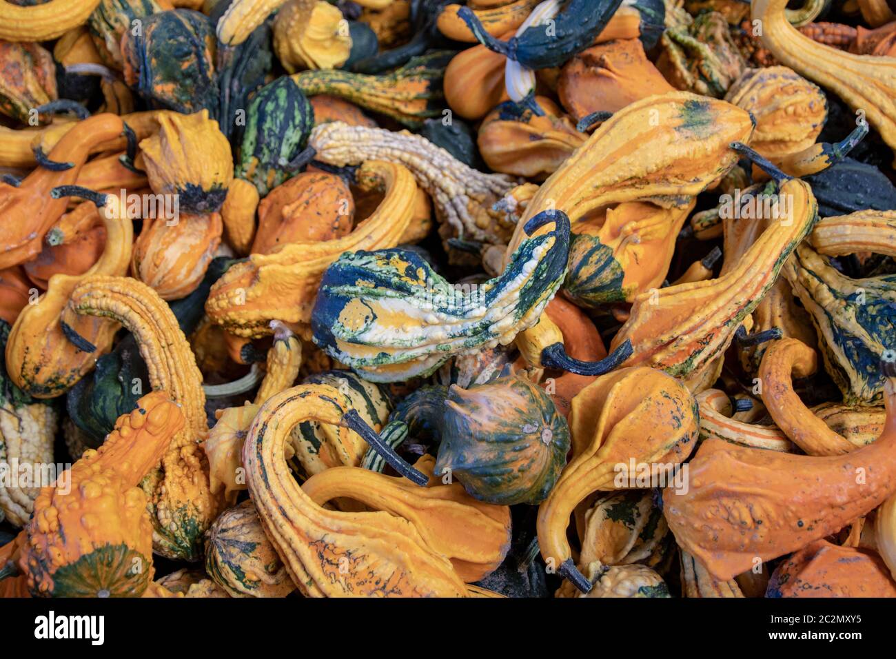 Pumpkin on market. A large collection of colorful pumpkins or gourds on ...