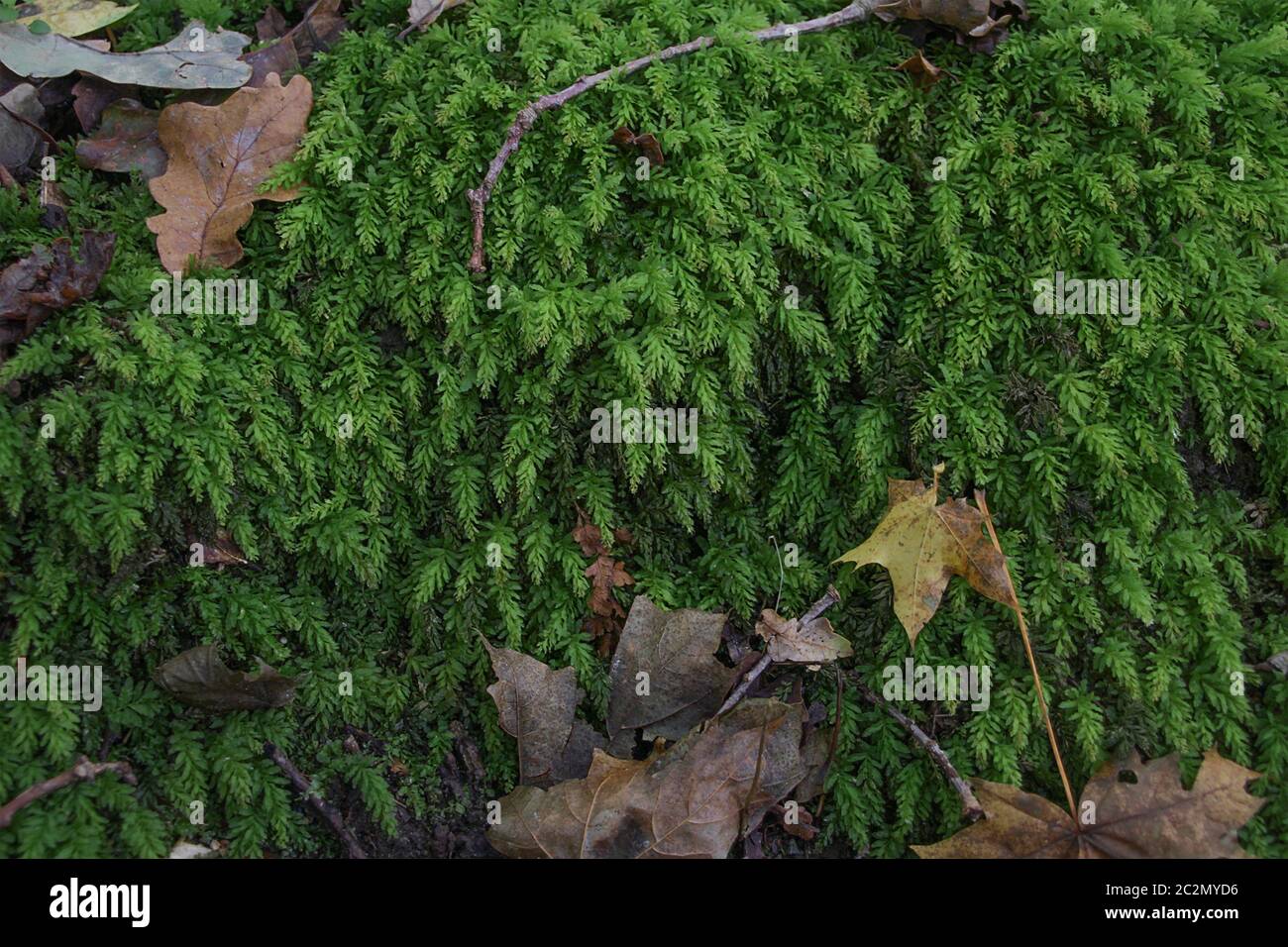 Green autumn forest moss. Background green autumn forest moss Stock ...