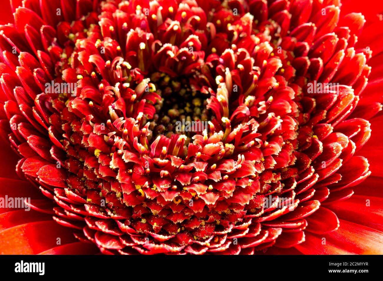 Gerbera hybride hi-res stock photography and images - Alamy