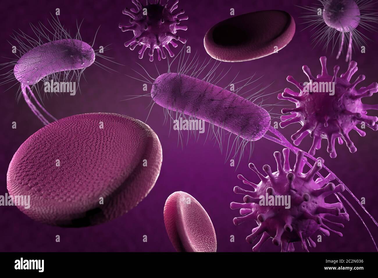 Erythrocytes Rbc Morphology