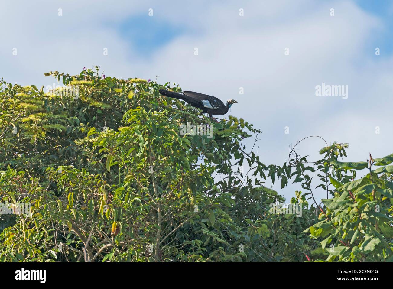 Common Piping Guan in the Pantanal Canopy in Pantanal National Park in ...