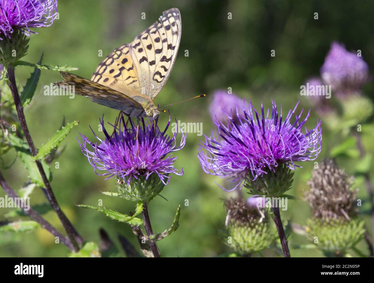 Red color butterfly hi-res stock photography and images - Alamy