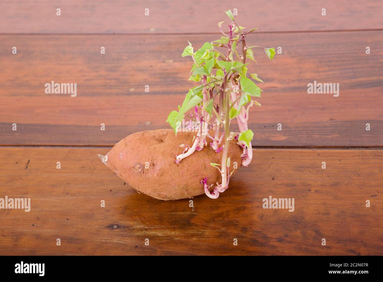 Potato sprouting in the kitchen table Stock Photo - Alamy