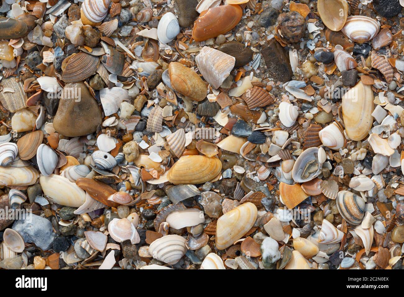 A lot of sea shells on the beach as background Stock Photo - Alamy