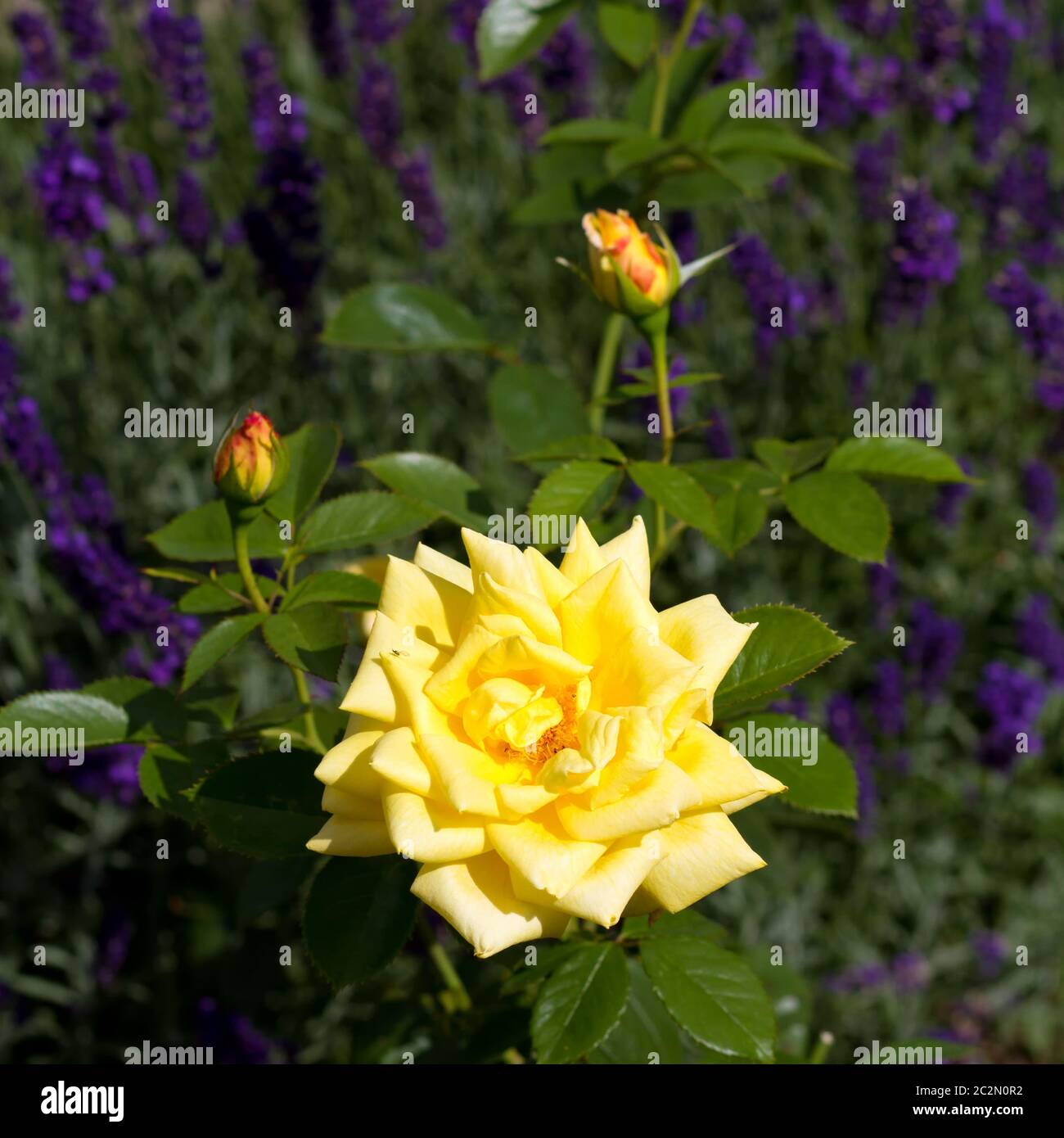 Beauty exotic flowers roses plants hi-res stock photography and images ...