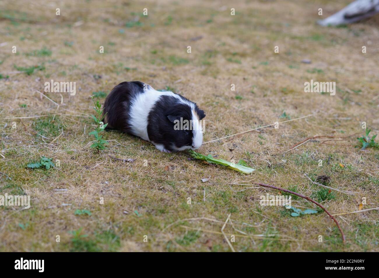 Black and white guinea pig, Cavia porcellus, nibble a green leaf Stock ...