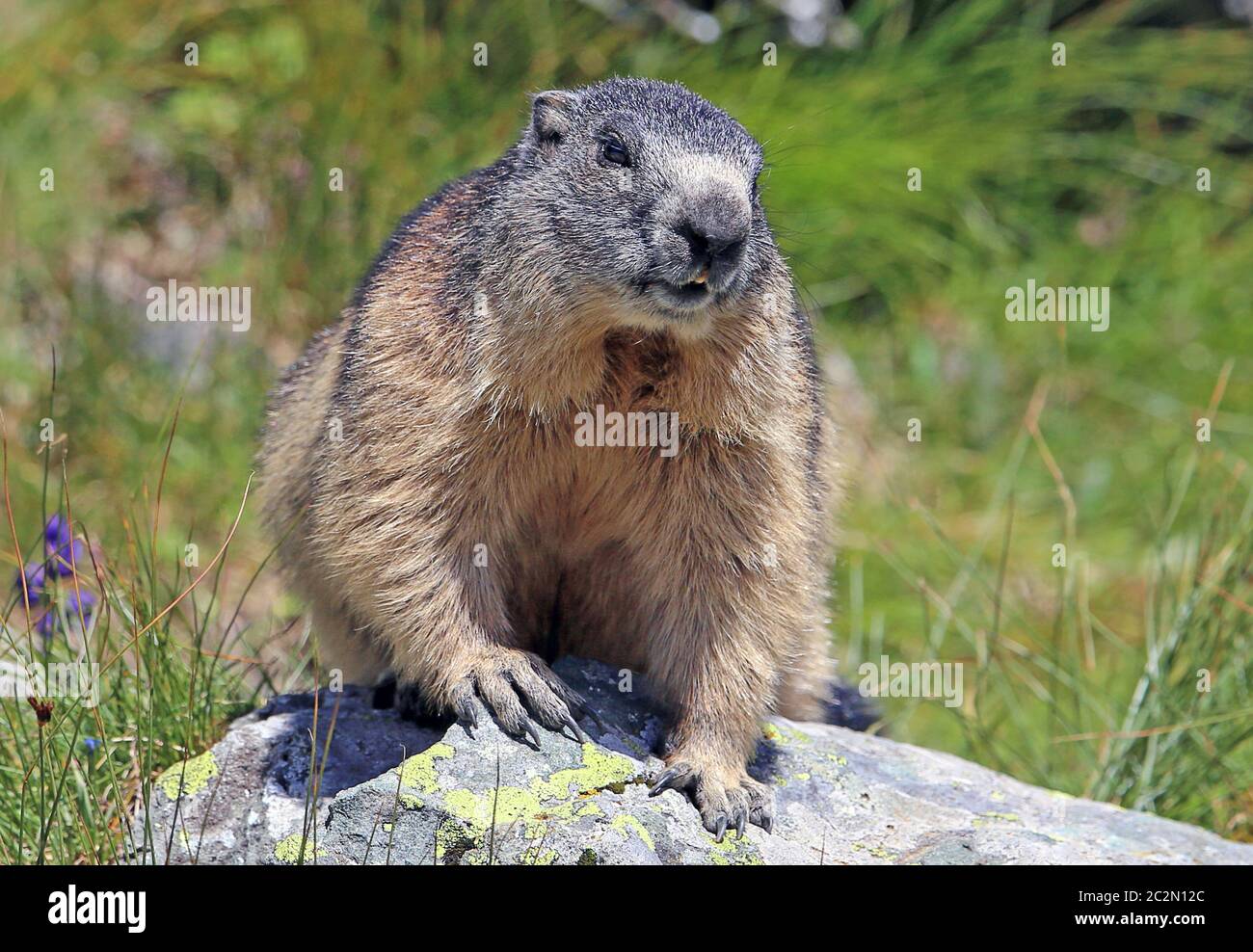 Alpine marmot Marmota marmota Stock Photo - Alamy