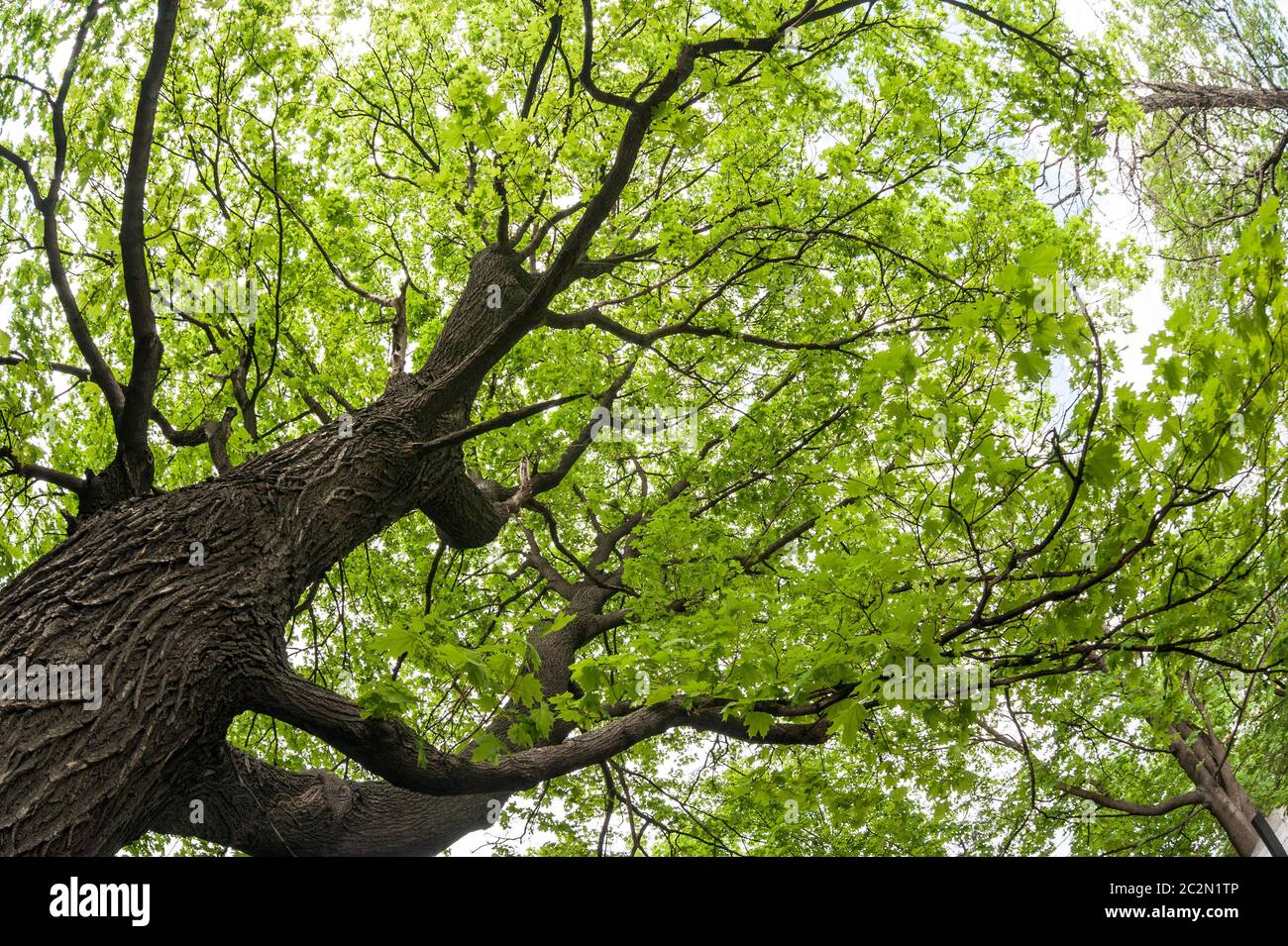 Old maple tree hi-res stock photography and images - Alamy