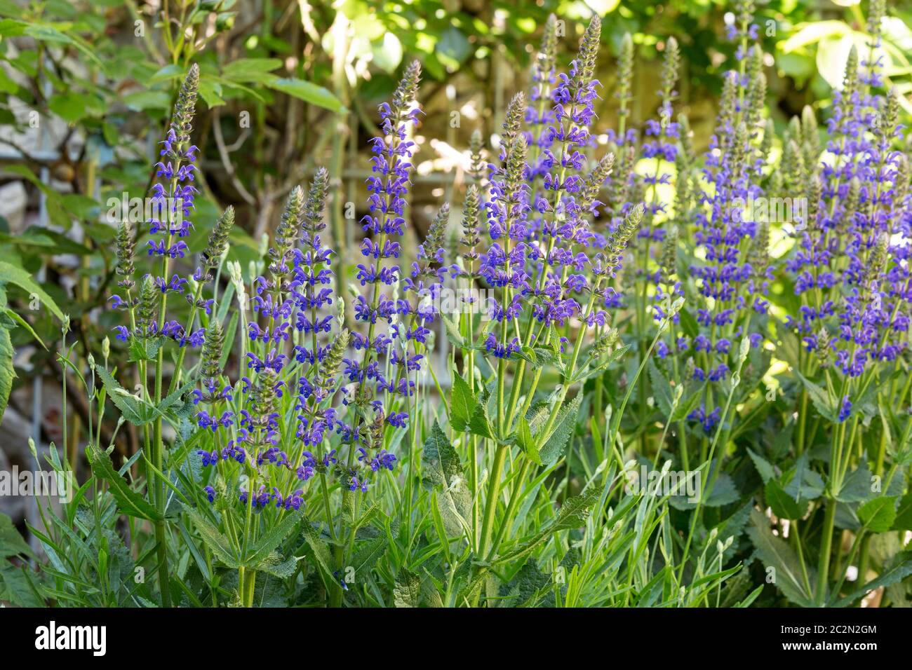 Blooming Salvia nemorosa flowers in the garden Stock Photo - Alamy