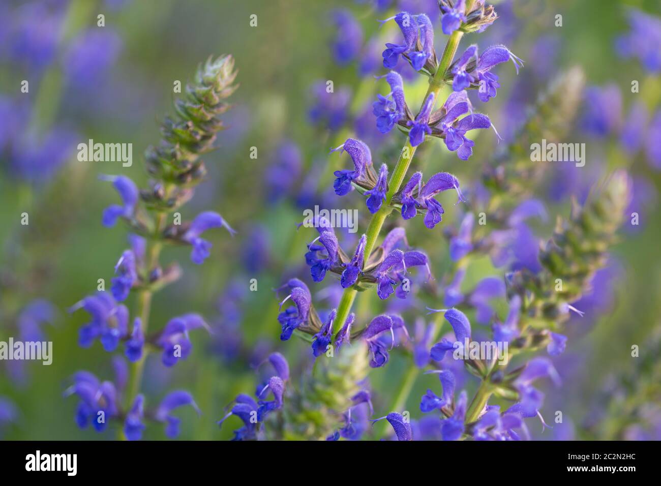 Blooming Salvia nemorosa flowers in the garden Stock Photo - Alamy
