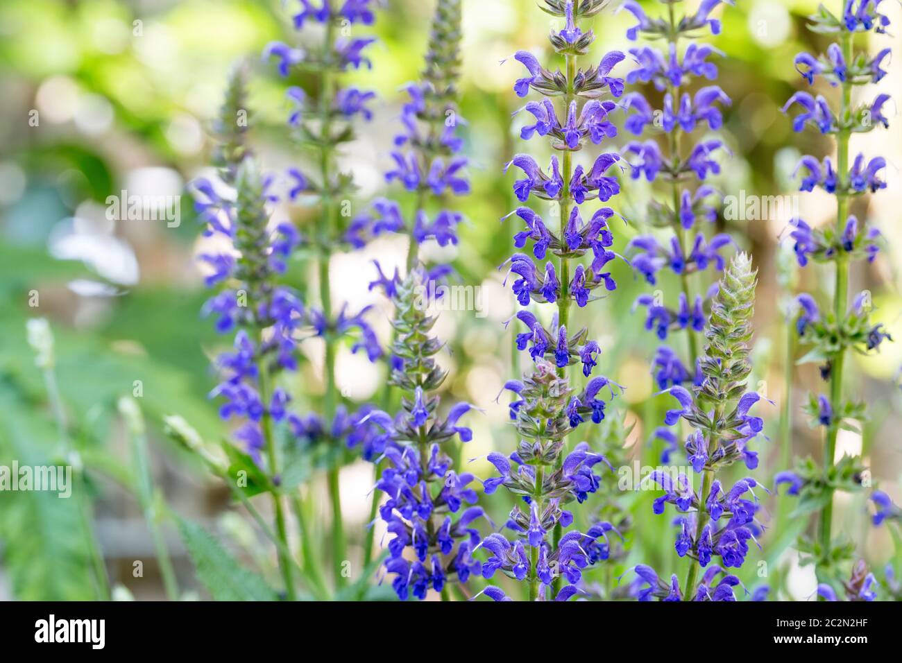 Blooming Salvia nemorosa flowers in the garden Stock Photo - Alamy