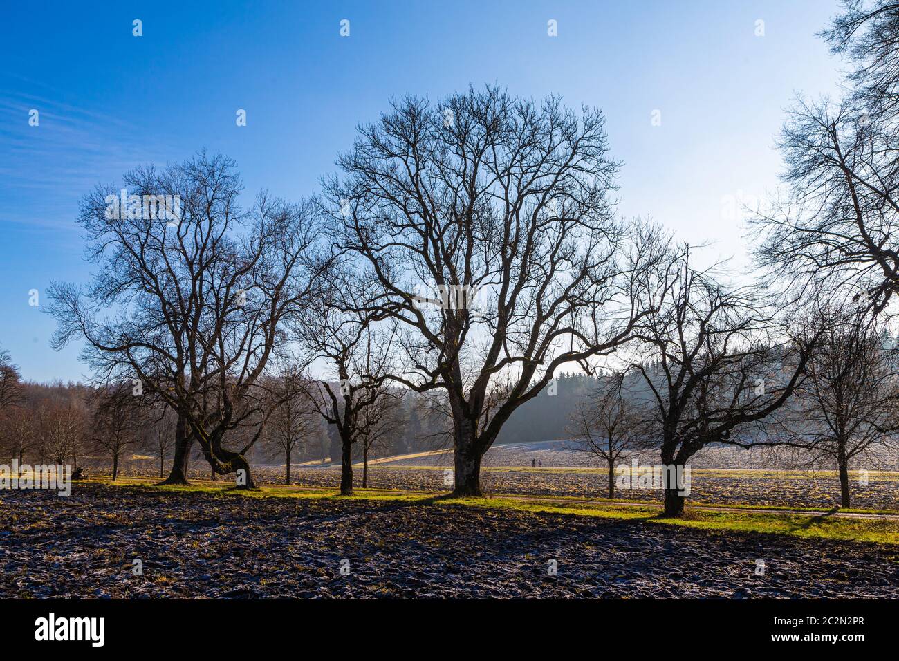 Bald oak trees hi-res stock photography and images - Alamy