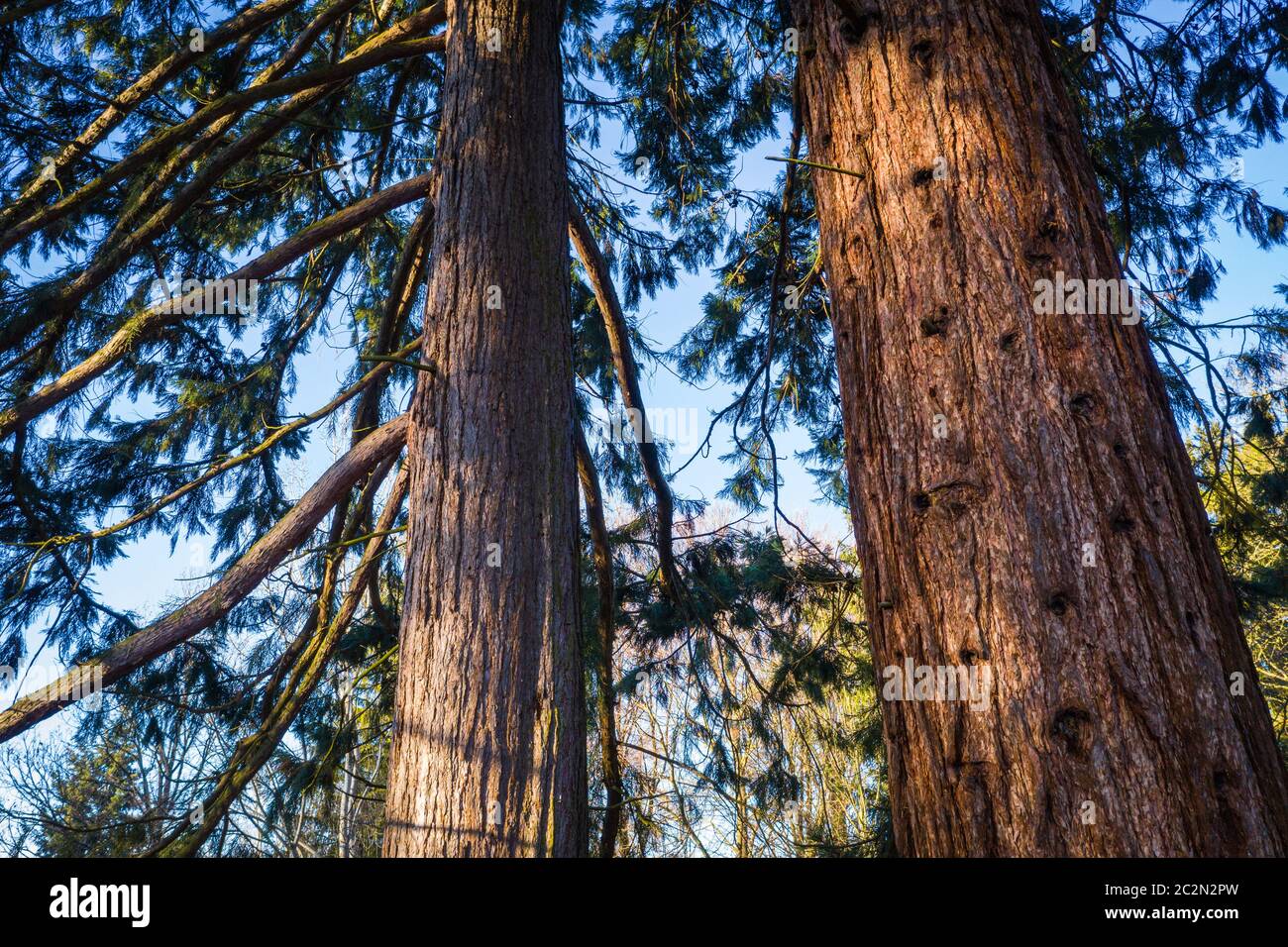 branches of redwoodtrees in detail Stock Photo - Alamy