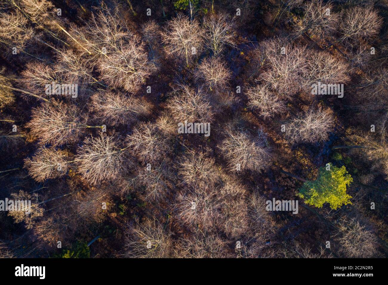 aerial of a forest with bald trees in winter Stock Photo - Alamy
