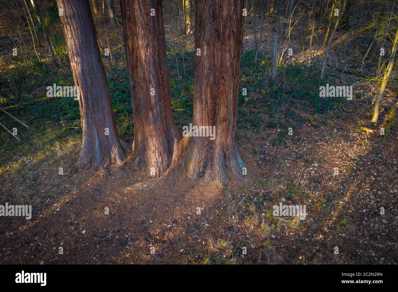 aerial of three stems of redwoodtrees seen from above Stock Photo - Alamy