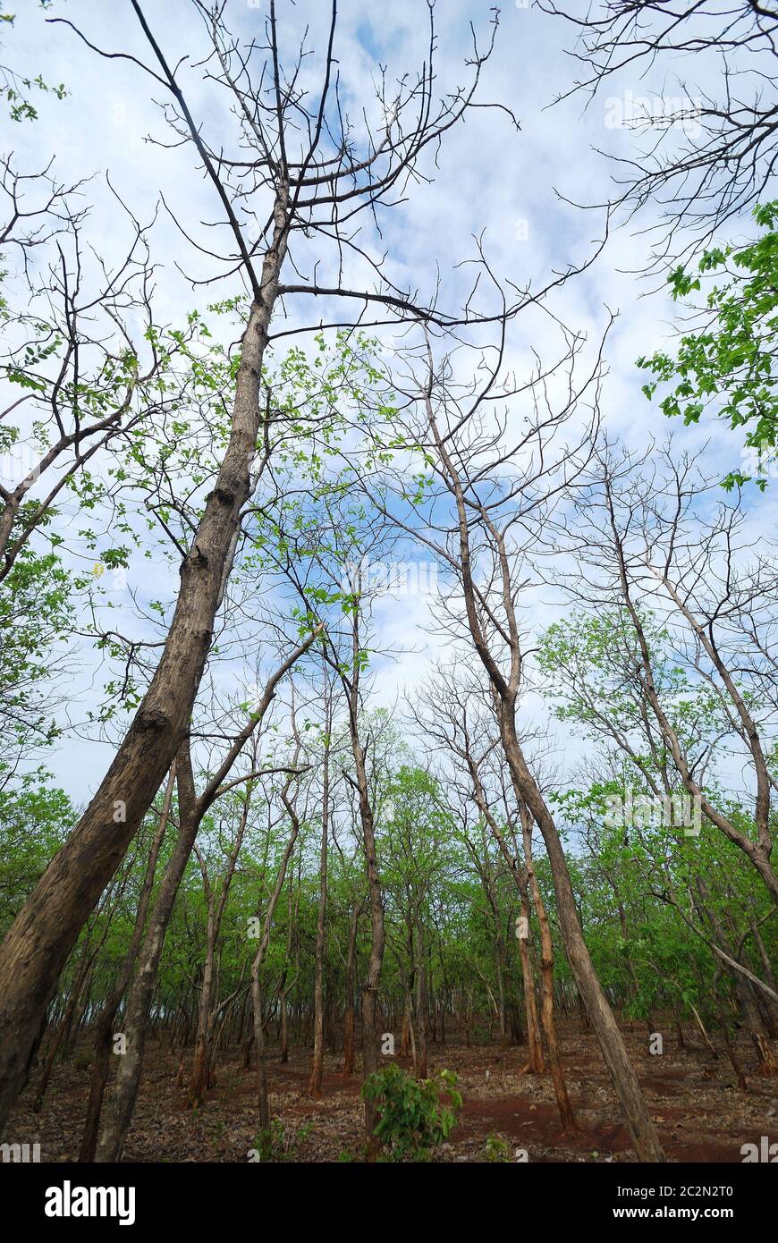 Beautiful Landscape with trees Stock Photo - Alamy