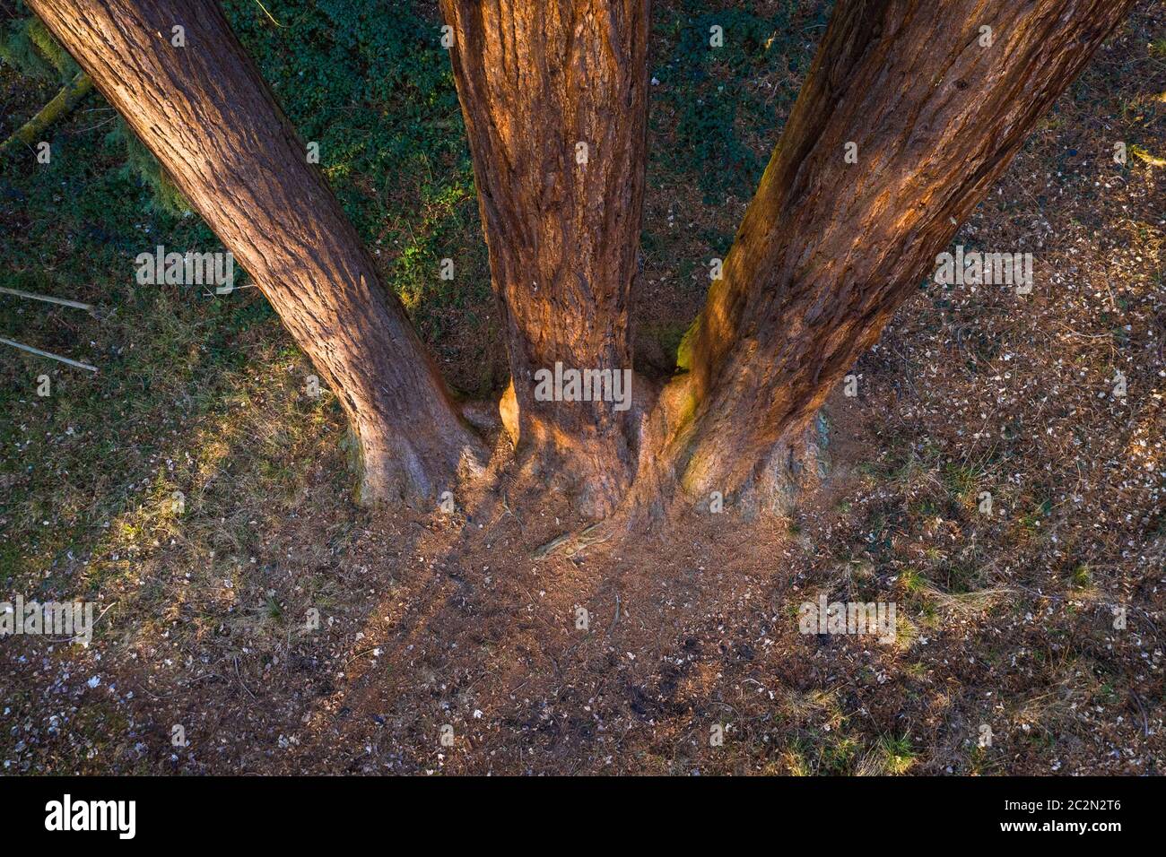 aerial of three stems of redwoodtrees from above Stock Photo - Alamy