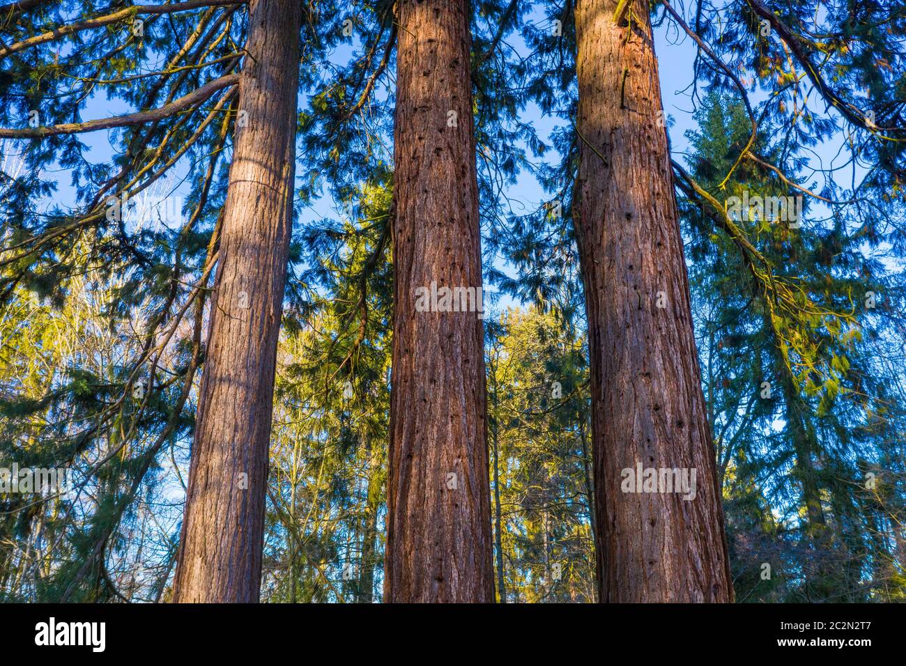 three stems of redwoodtrees in detail Stock Photo - Alamy