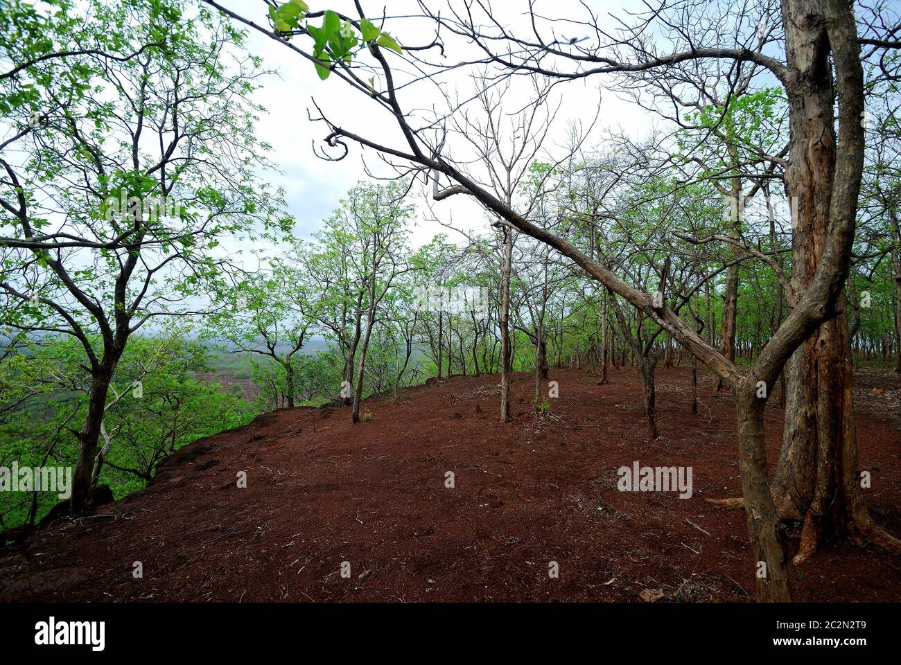 Beautiful Landscape with trees Stock Photo - Alamy