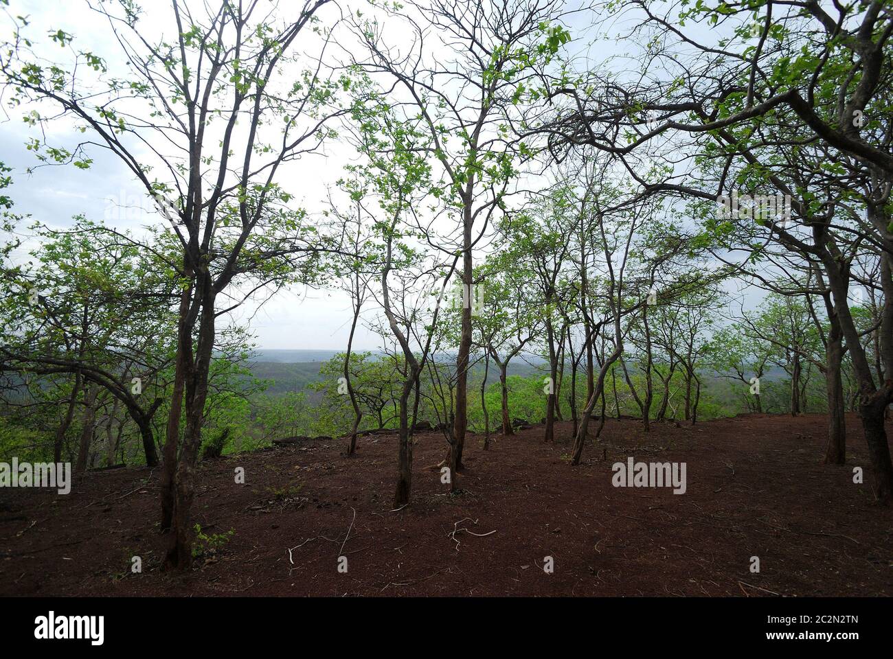 Beautiful Landscape with trees Stock Photo - Alamy