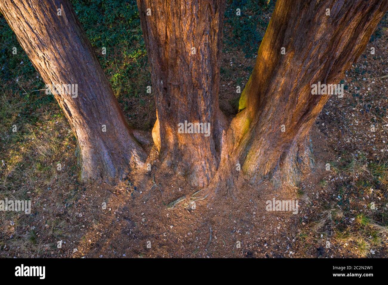 Aerial stems hi-res stock photography and images - Alamy