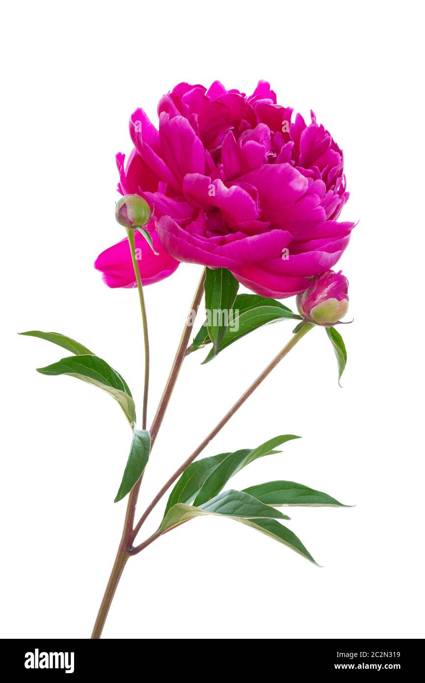 Single red Peony flower isolated on white background Stock Photo - Alamy