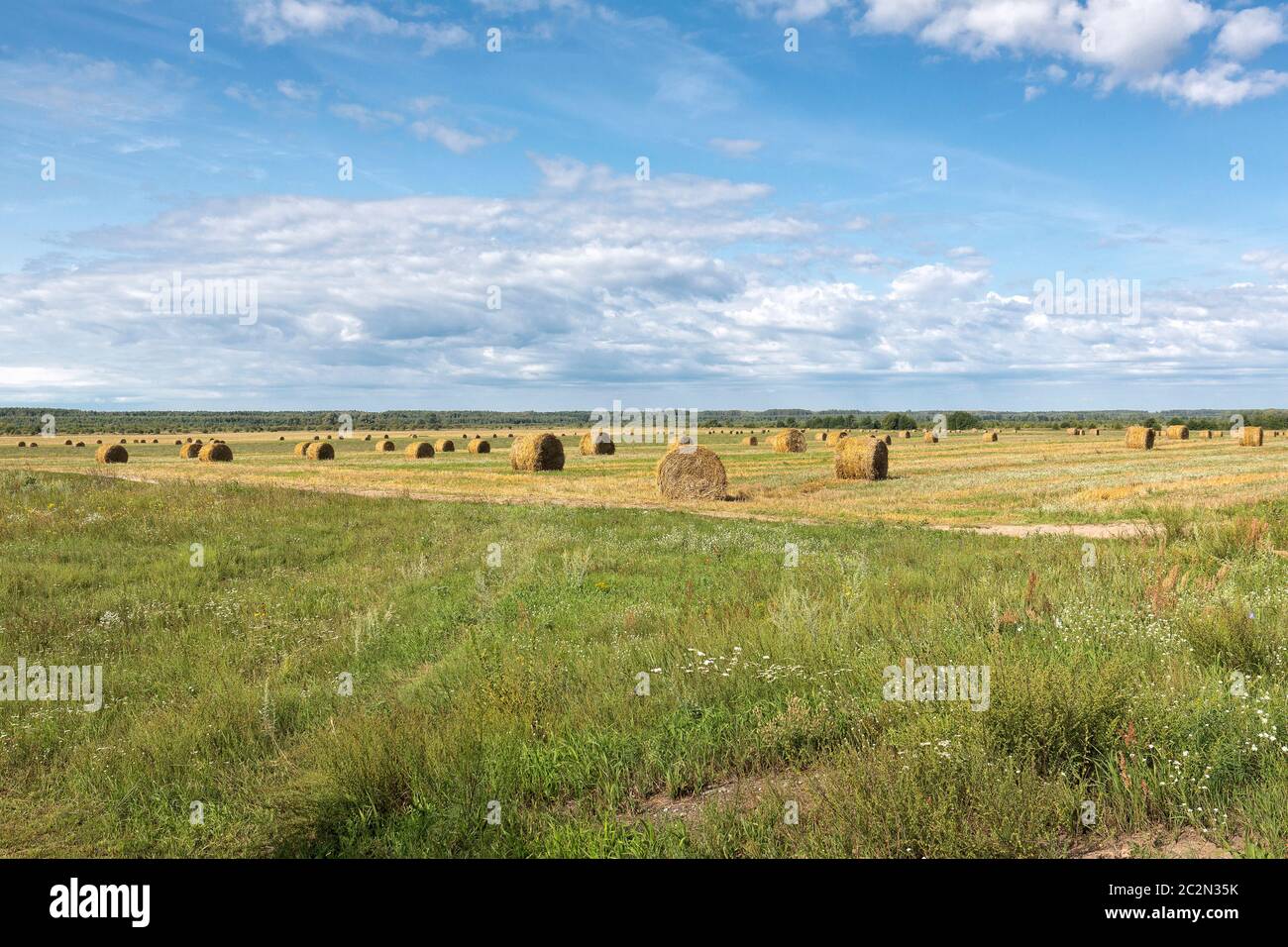 Typical summer landscape in Belarus (White-Russia) in summer with straw ...