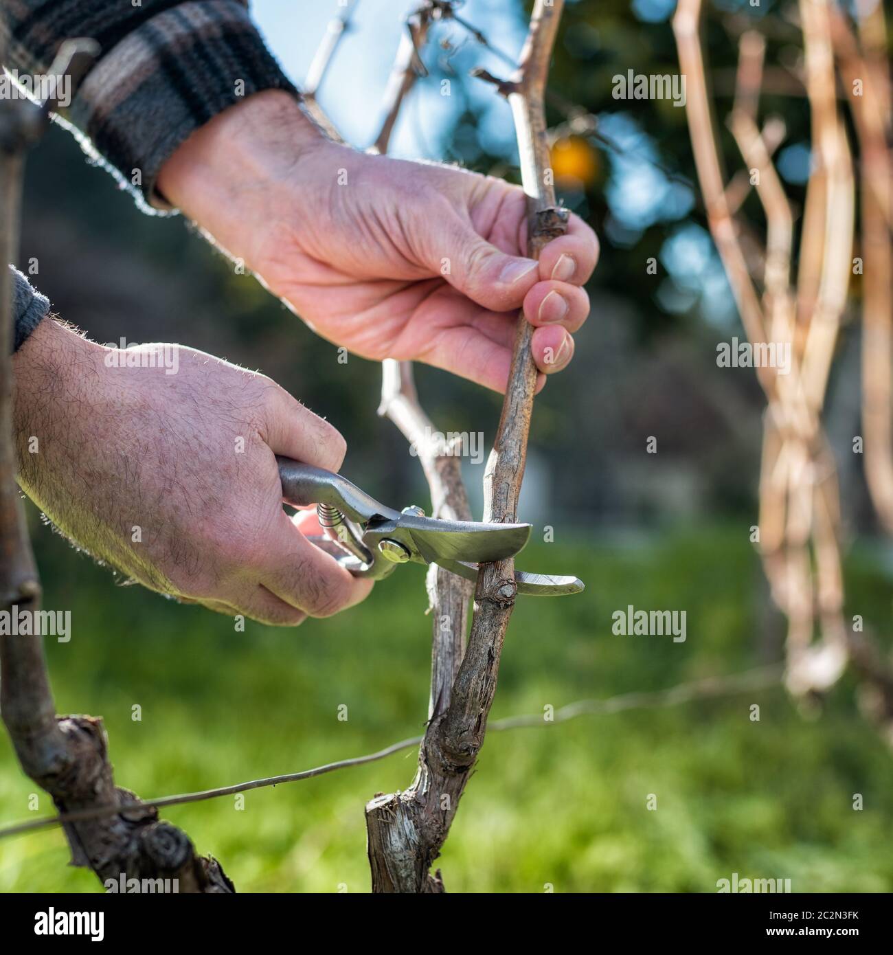 Close-up of a winegrower hand. Prune the vineyard with professional ...