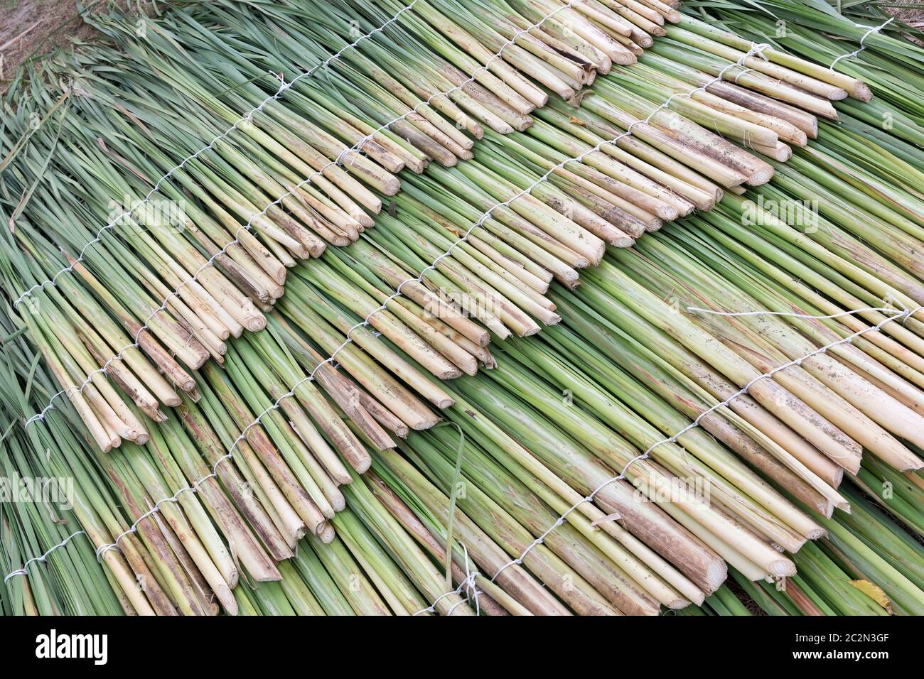 Cut reed hi-res stock photography and images - Alamy