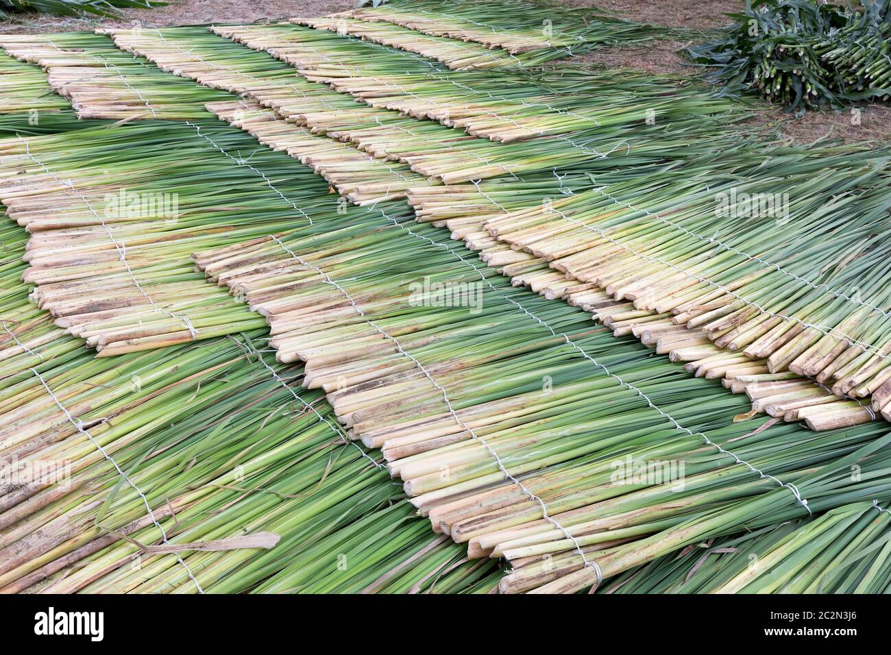 Cut reed hi-res stock photography and images - Alamy