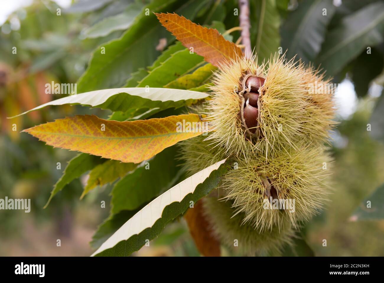Chestnuts on a tree in autumn in France Stock Photo - Alamy