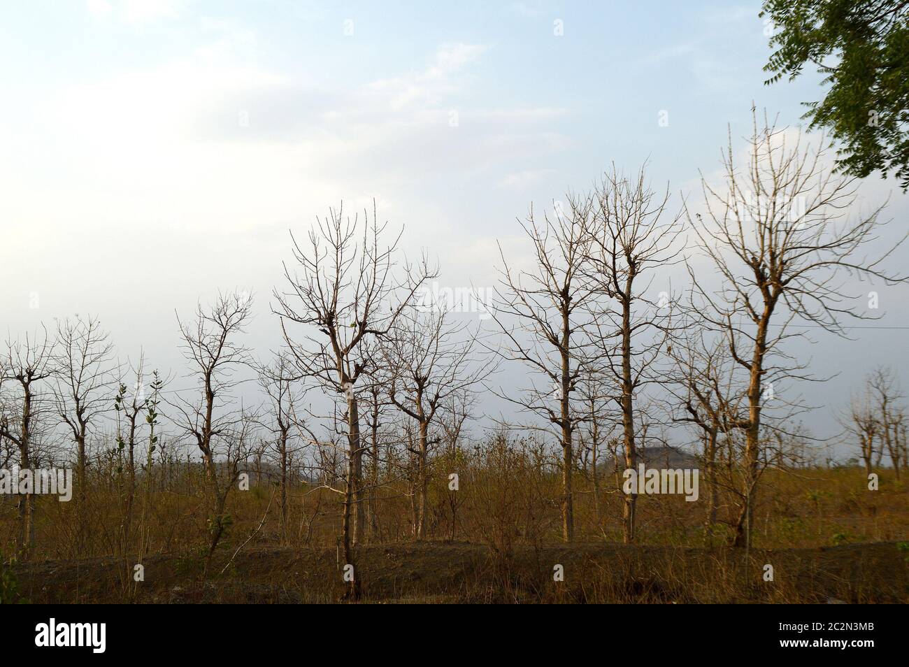 Beautiful Landscape with trees Stock Photo - Alamy