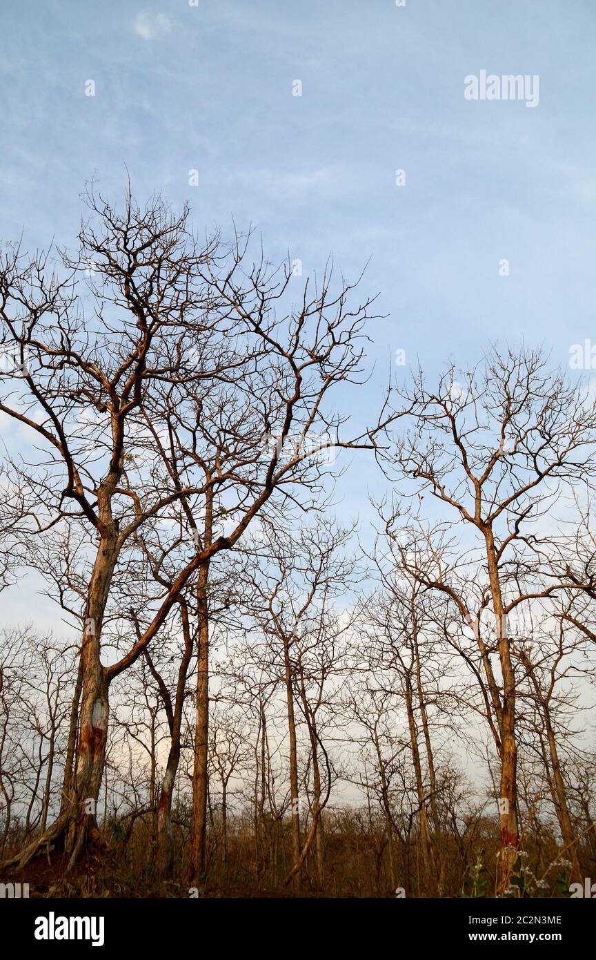 Beautiful Landscape with trees Stock Photo - Alamy