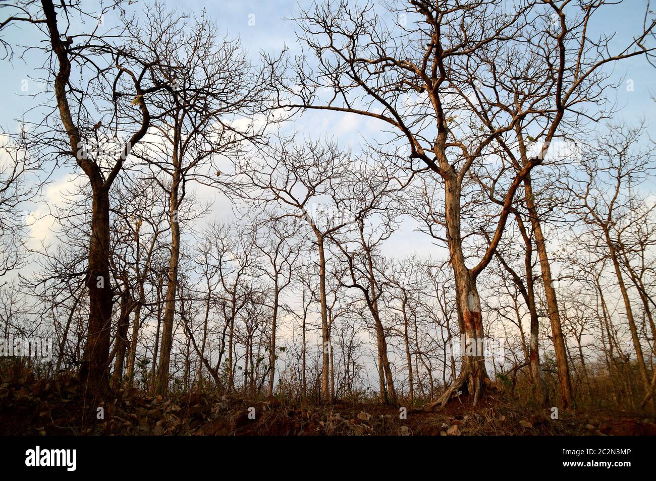 Beautiful Landscape with trees Stock Photo - Alamy
