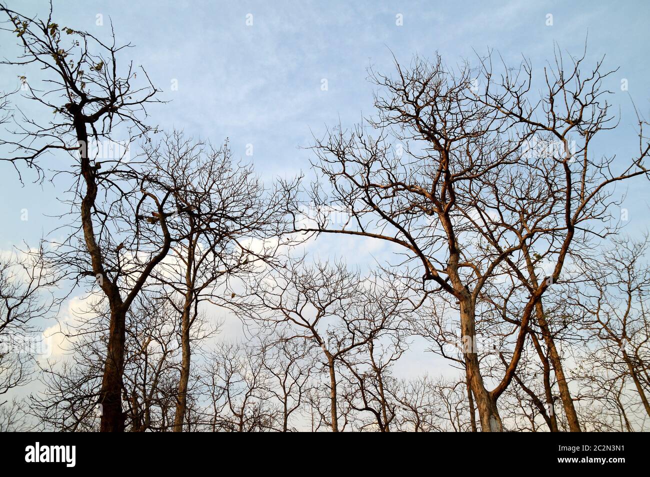Beautiful Landscape with trees Stock Photo - Alamy