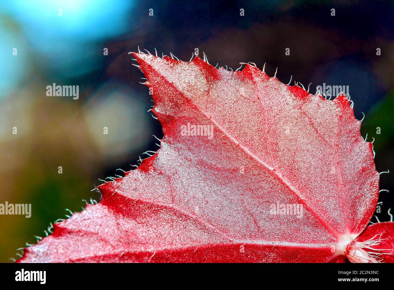 Red shiny leaf Stock Photo - Alamy