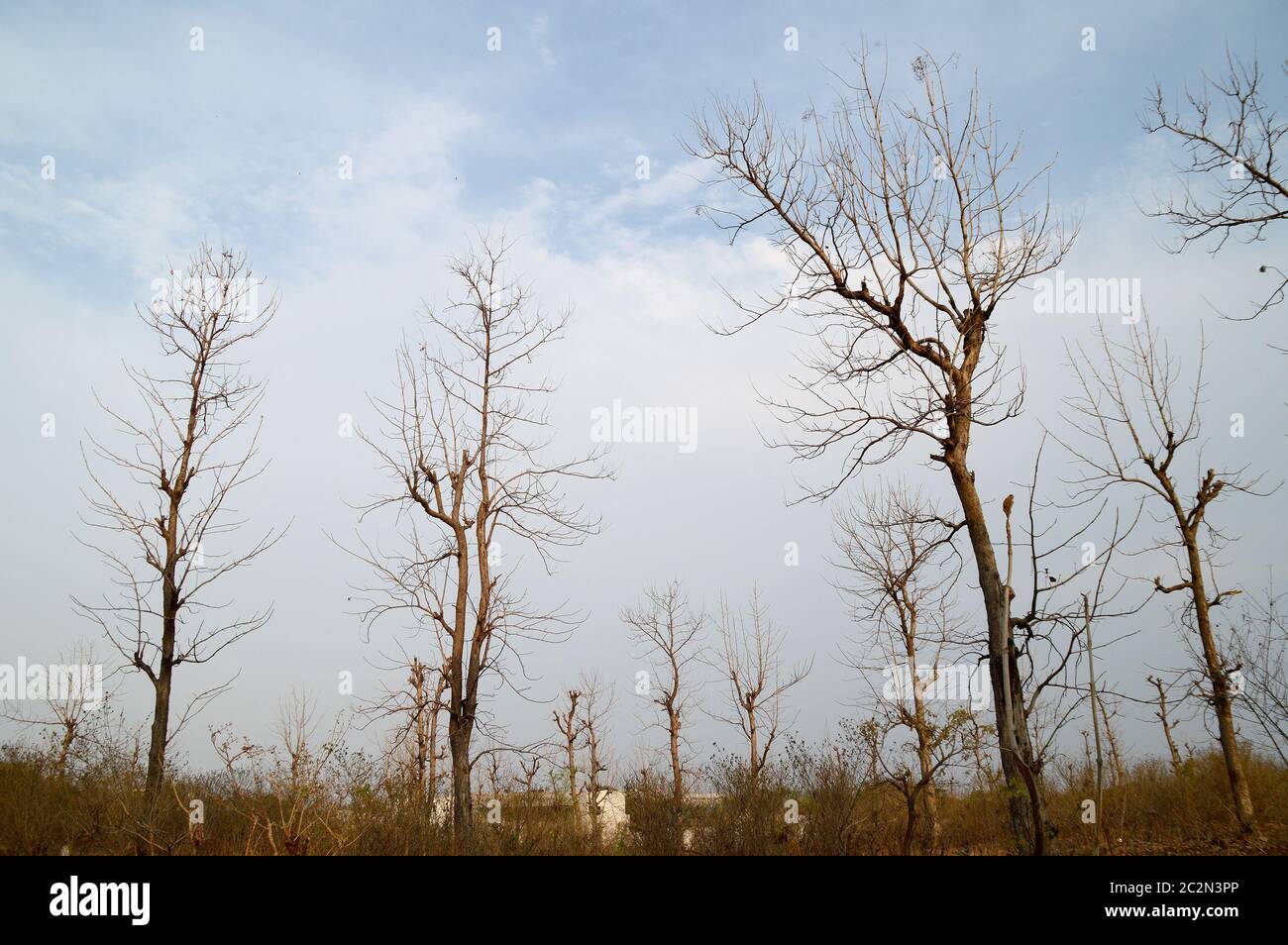 Beautiful Landscape with trees Stock Photo - Alamy