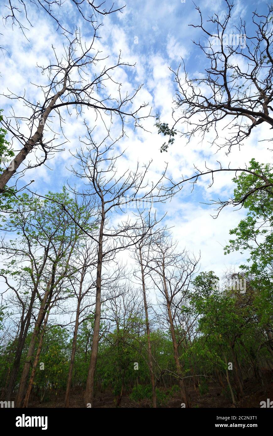 Beautiful Landscape with trees Stock Photo - Alamy