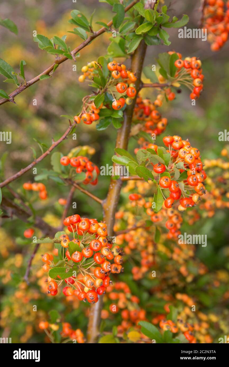 Firethorn (Pyracantha) berries in autumn Stock Photo - Alamy