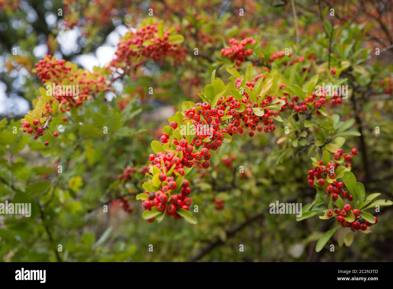Pyracantha red hedge plant hi-res stock photography and images - Alamy