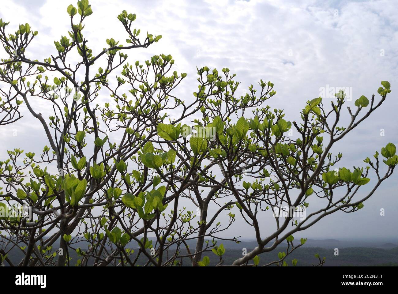 Beautiful Landscape with trees Stock Photo - Alamy