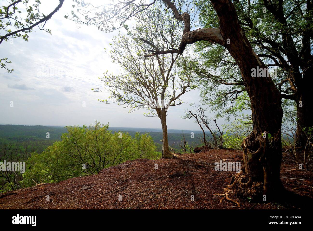 Beautiful Landscape with trees Stock Photo - Alamy