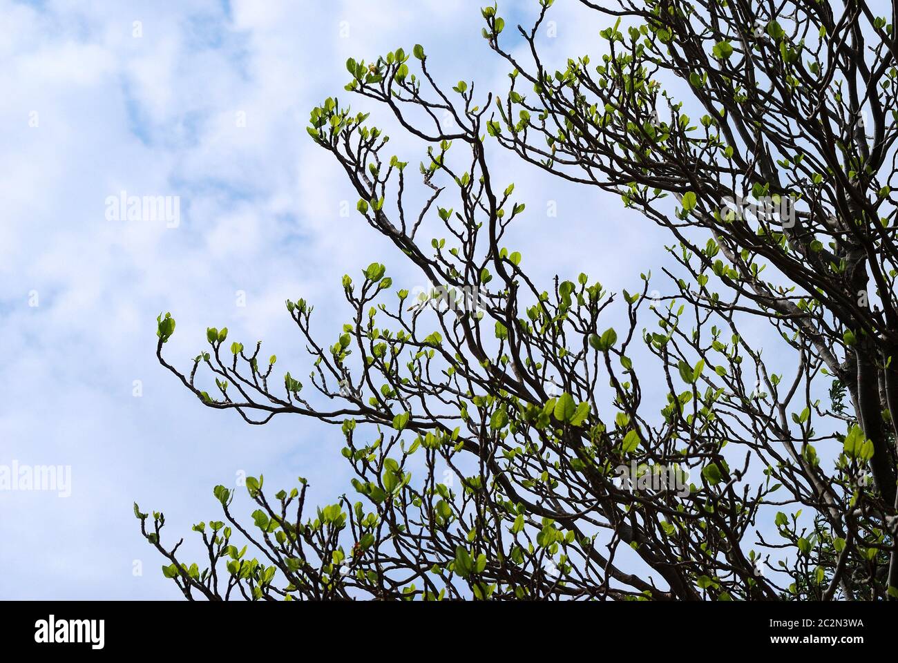 Beautiful Landscape with trees Stock Photo - Alamy