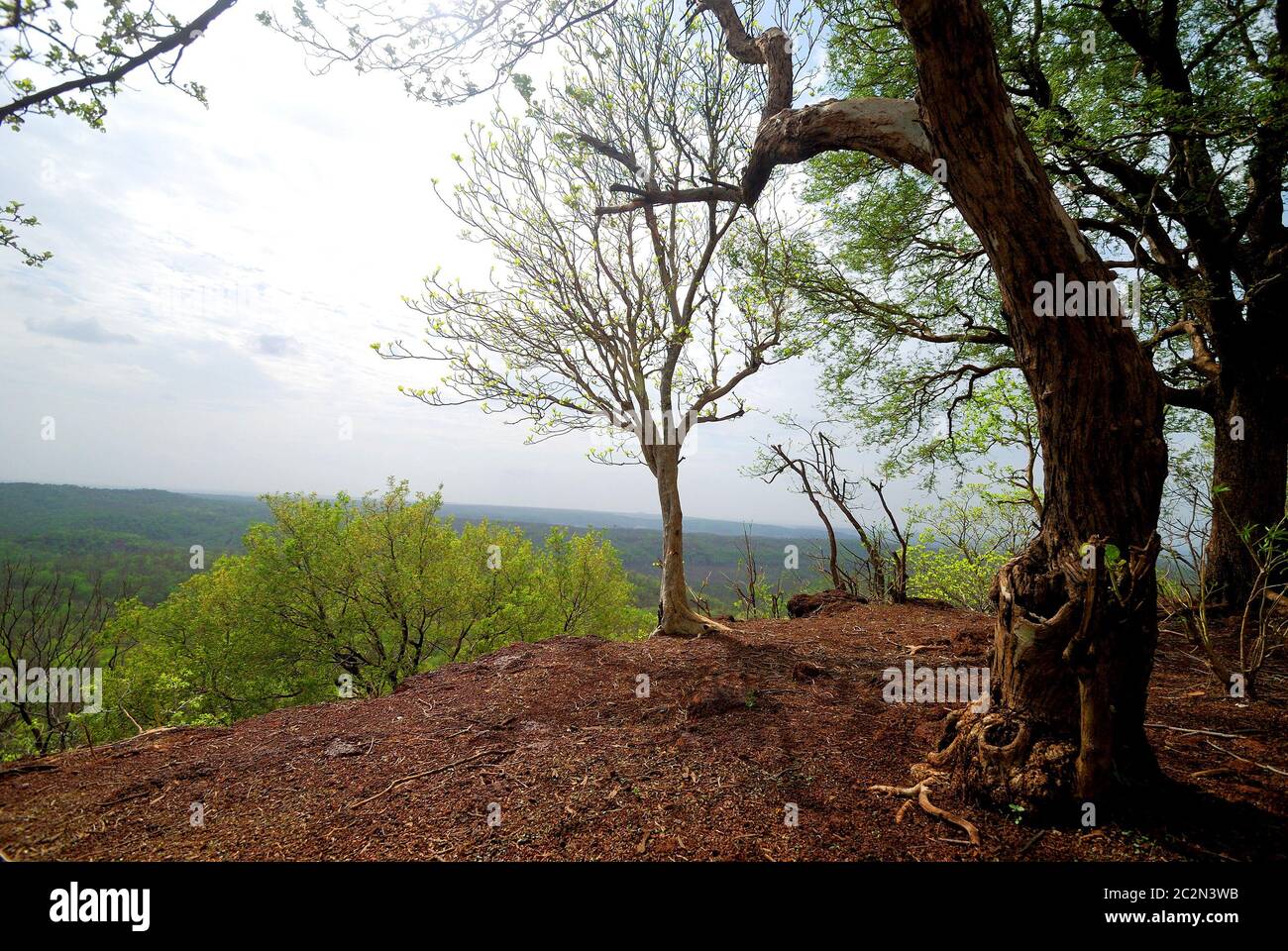 Beautiful Landscape with trees Stock Photo - Alamy